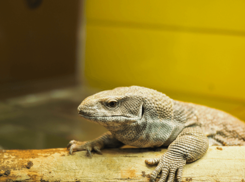 Iguana Pets | Tips & Tricks for Pets | Iguana - Reptile as a Pet How To