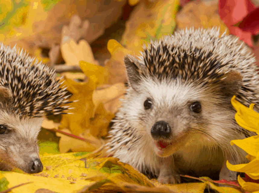 African Pygmy Hedgehog | Tips & Tricks for Pets | Pygmy Hedgehog