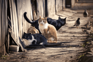 definition of a feral cat • Tips & Tricks for Pets