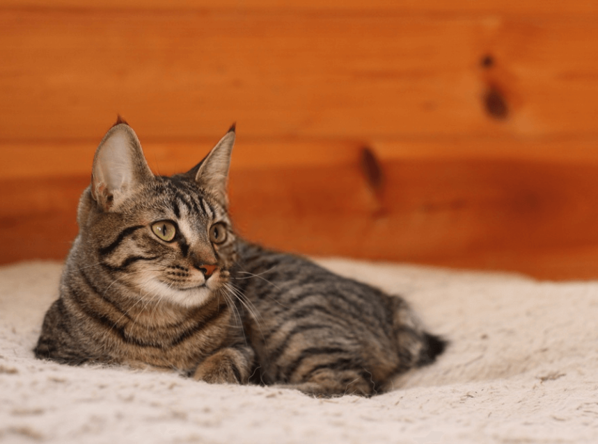 Hayman Island cats | Tips & Tricks for Pets | Manku Si cat | Manx Cat