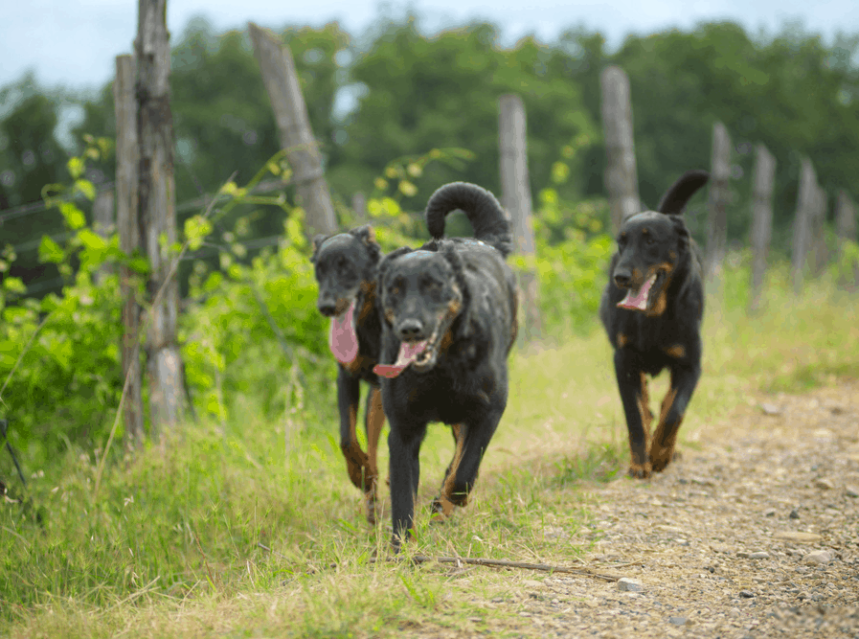 Beauceron | Tips & Tricks for Pets | Dog As Pet for Your Home Here Free