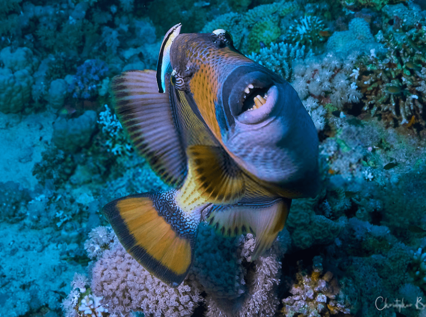 Saltwater Fish: Exotic, Mythological, Magical | Tips & Tricks for Pets ...