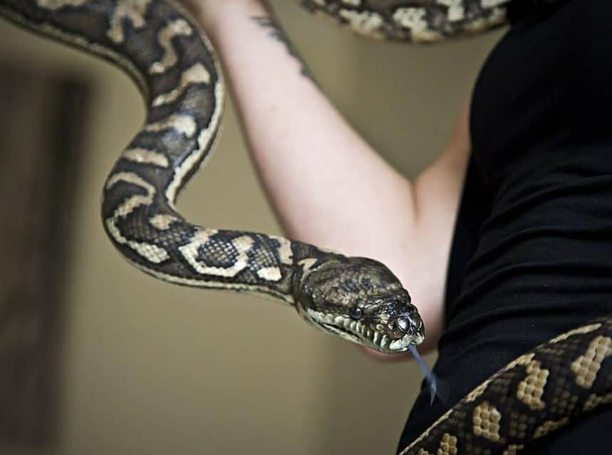Are Pet Snakes Good Pets? | Tips & Tricks for Pets