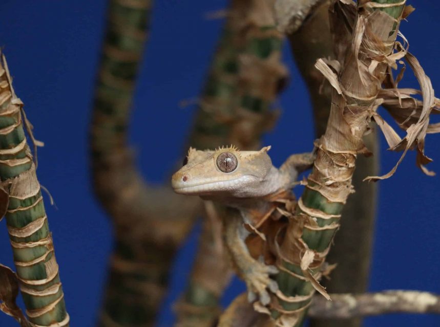 Are Crested Geckos Endangered | Tips & Tricks for Pets