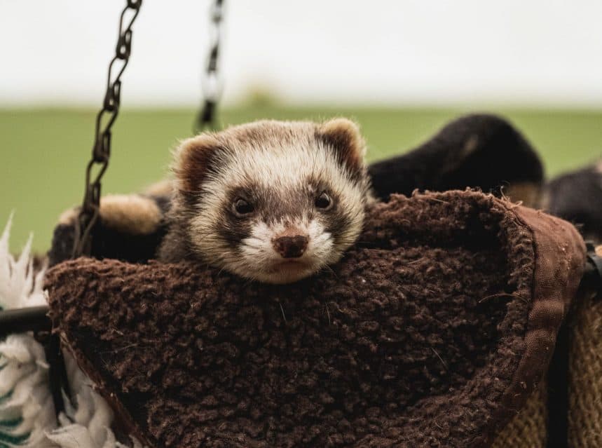 Are Pet Ferrets Dangerous? | Tips & Tricks for Pets
