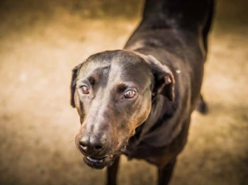 How Do Dogs See? | Tips & Tricks for Pets