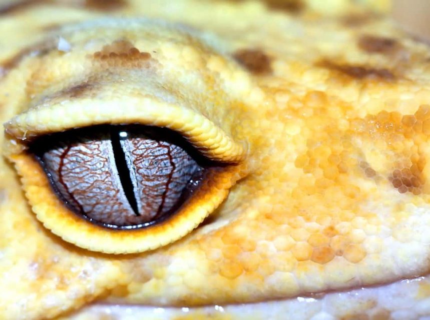Does Your Leopard Gecko Have Eye Problems? | Tips & Tricks for Pets