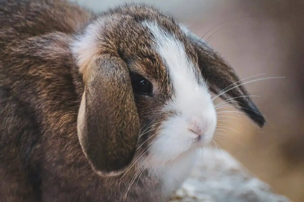 Why Your Pet Rabbit Can't Move Its Back Legs • Tips & Tricks for Pets