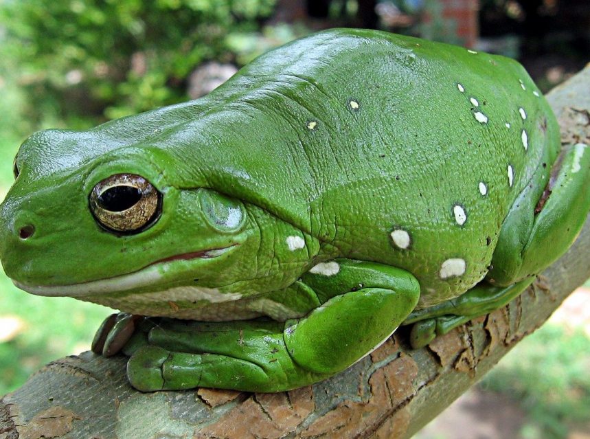 Why Is My Pet Frog Bloated? | Tips & Tricks for Pets